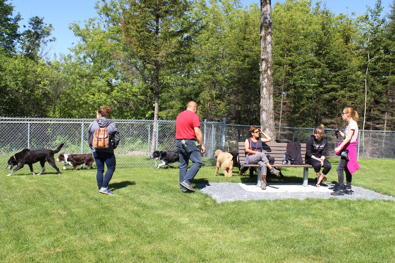 Un parc canin à Windsor pour les amis à quatre pattes
